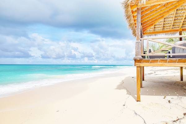 June Collie Art & Photo – GROW – Social Media Marketing