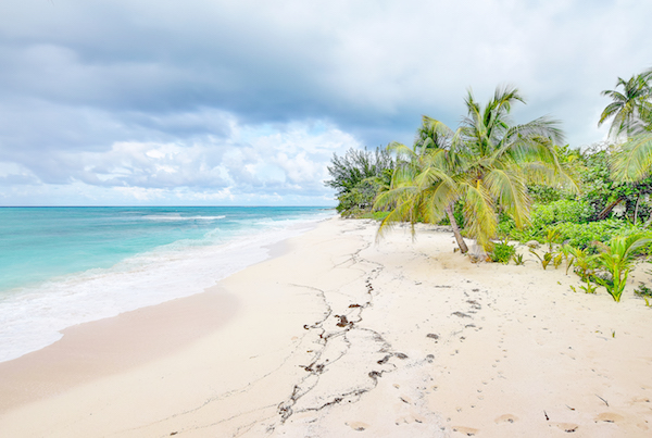 June Collie Art & Photo – GROW – Social Media Marketing