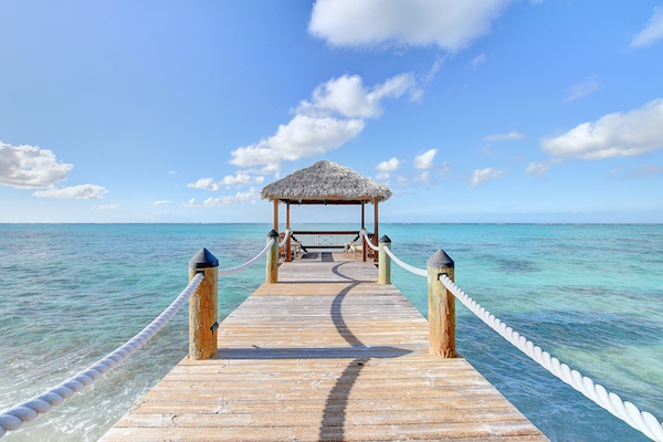 June Collie Art & Photo – GROW – Social Media Marketing