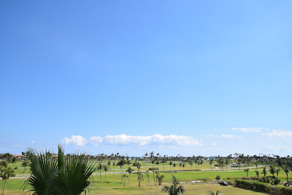 June Collie Art & Photo – GROW – Social Media Marketing